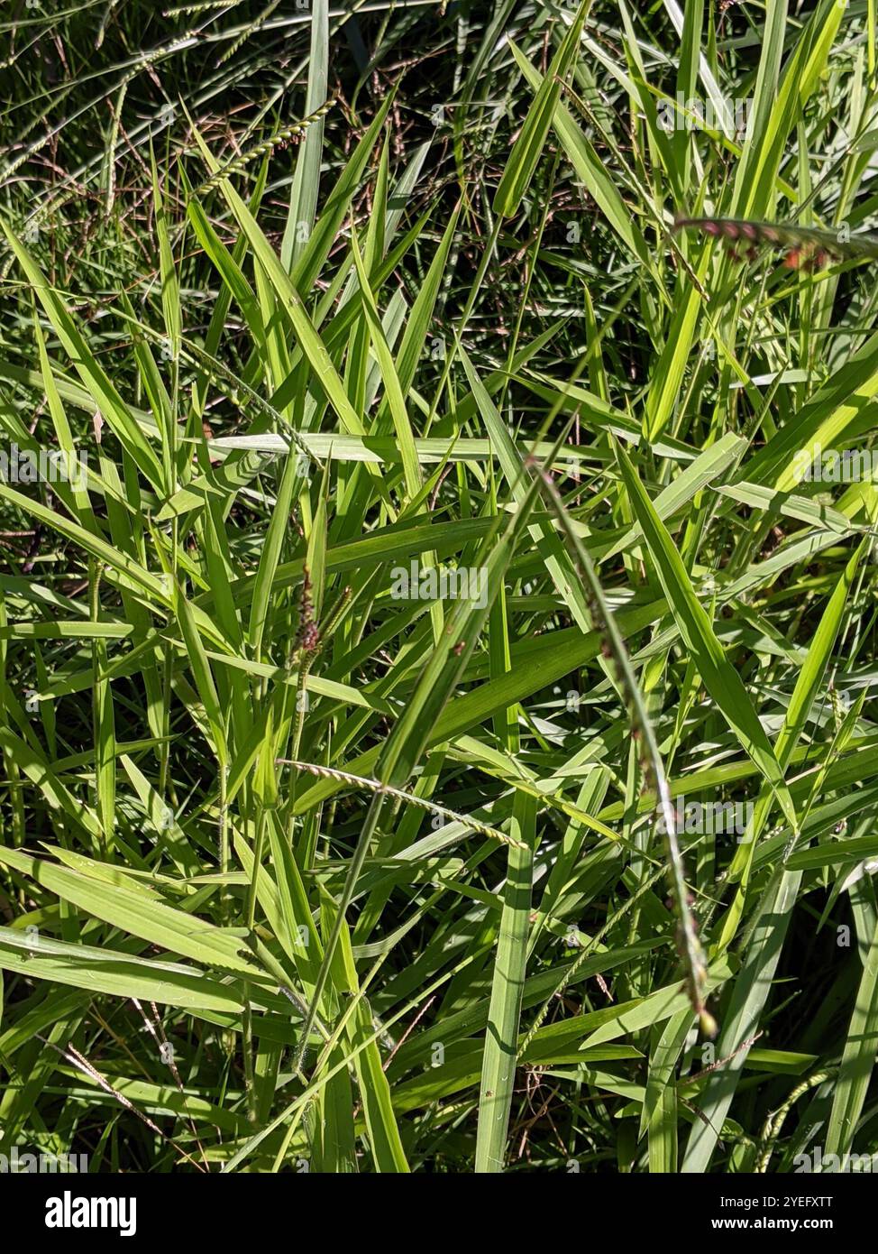 bristlegrasses, bluestems, paspalums, and allies (Panicoideae Stock ...