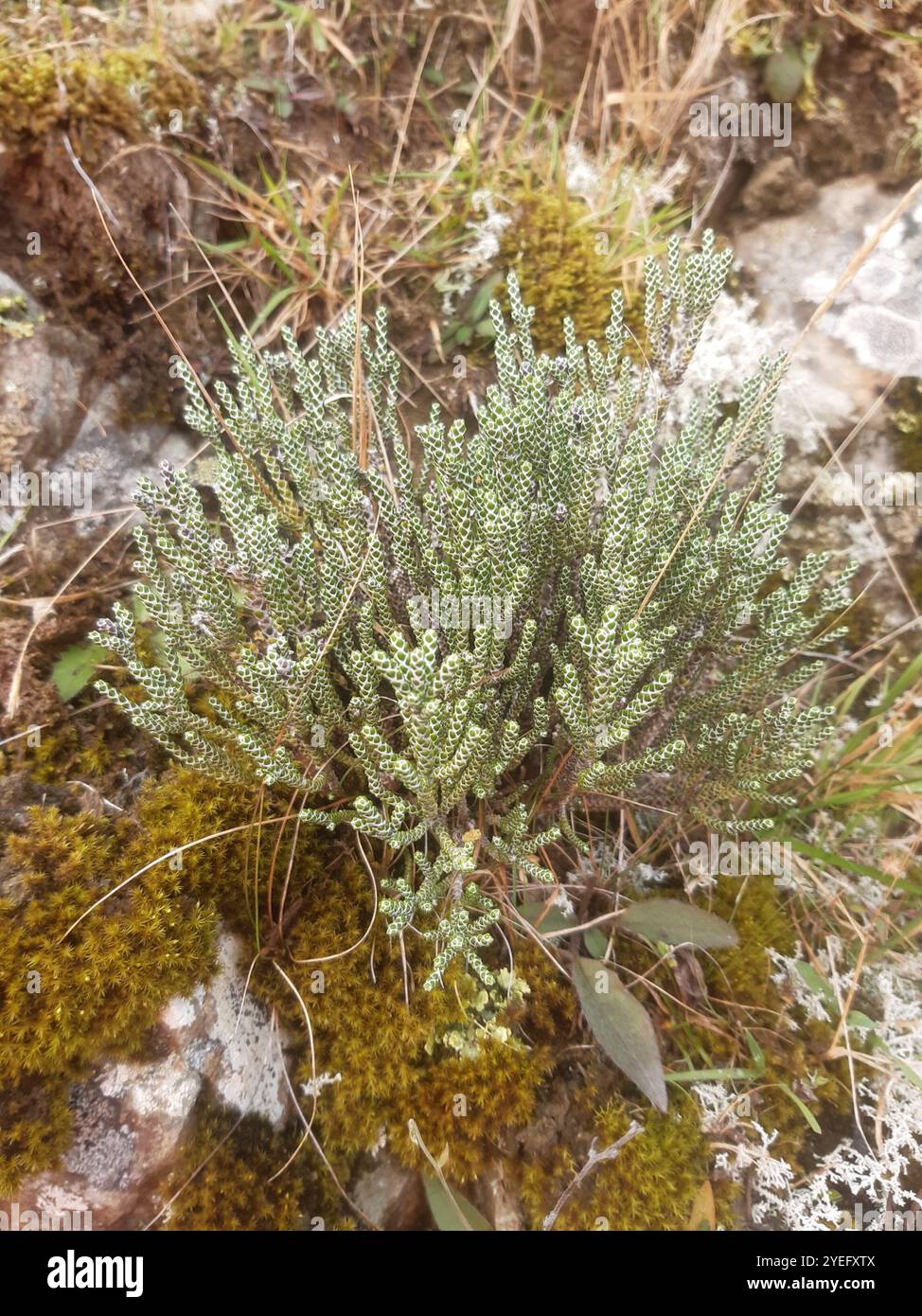 Helichrysum intermedium hi-res stock photography and images - Alamy