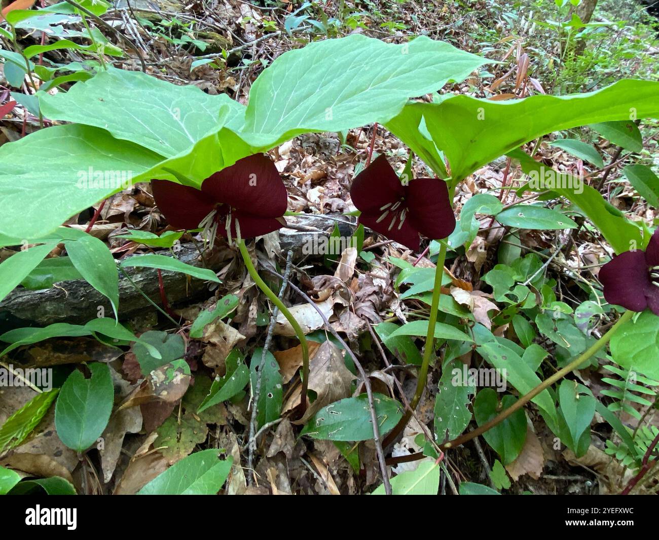 Vasey's trillium (Trillium vaseyi Stock Photo - Alamy