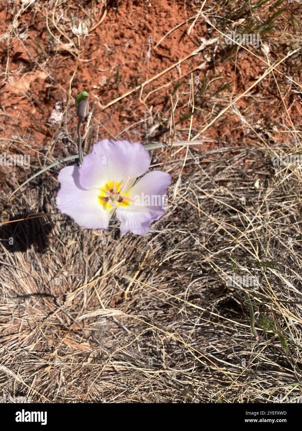 winding mariposa lily (Calochortus flexuosus Stock Photo - Alamy