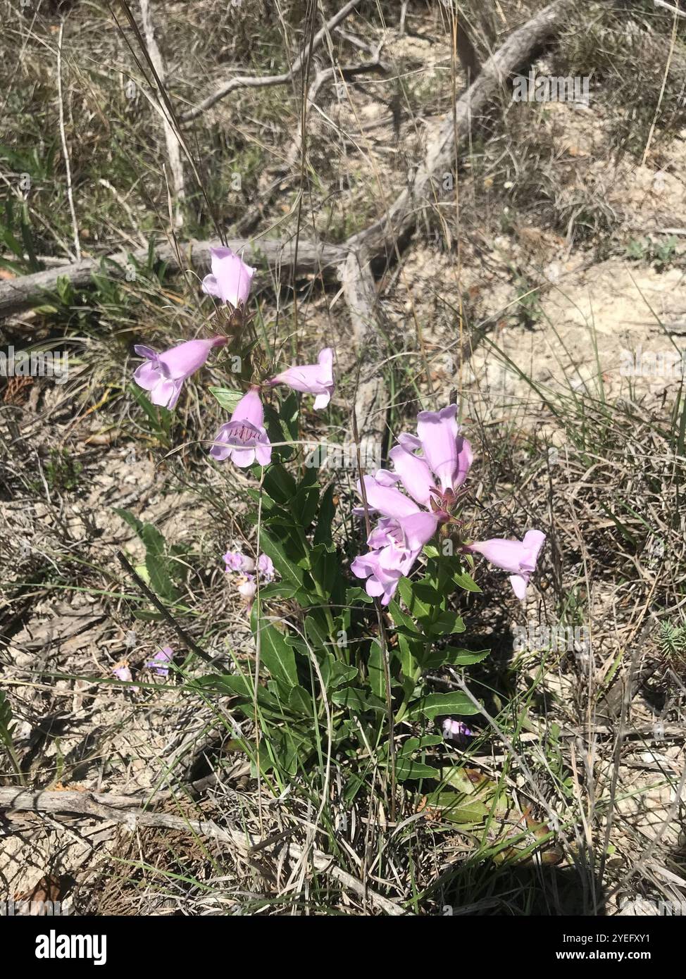 cobaea beardtongue (Penstemon cobaea Stock Photo - Alamy