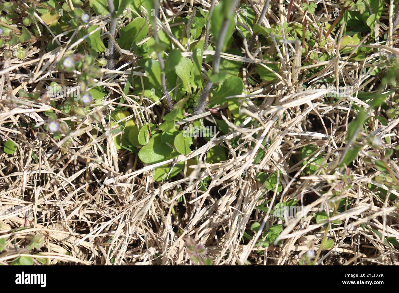 garlic penny-cress (Mummenhoffia alliacea Stock Photo - Alamy