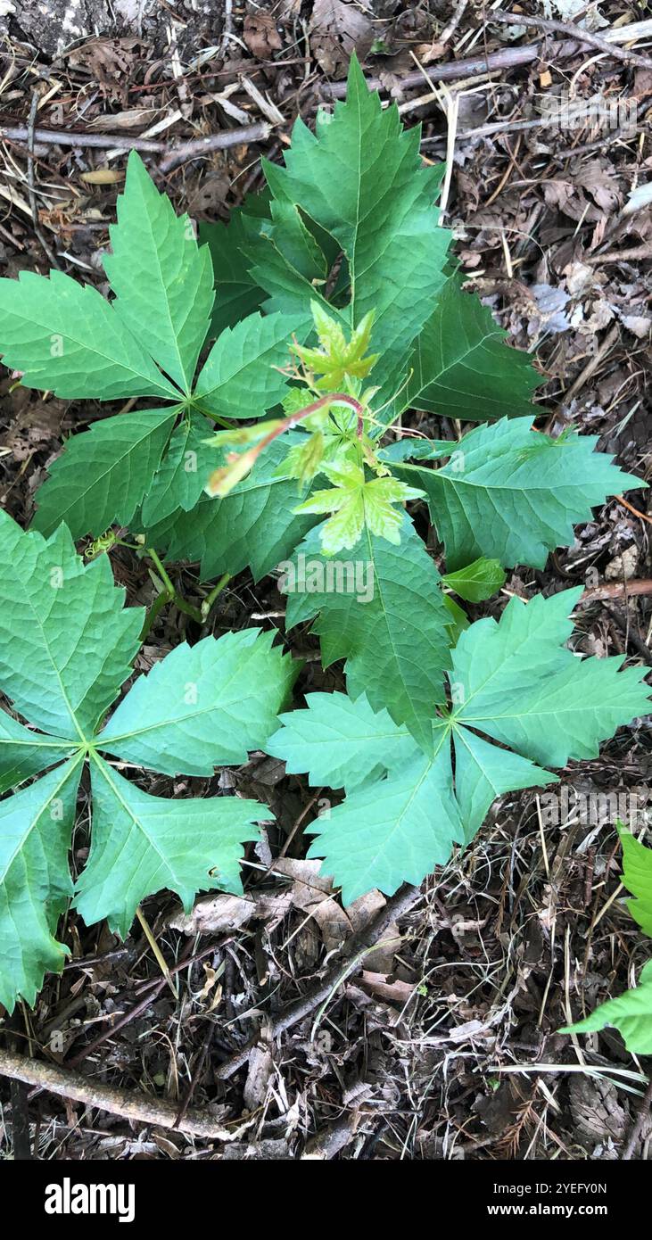 Virginia creeper (Parthenocissus quinquefolia Stock Photo - Alamy
