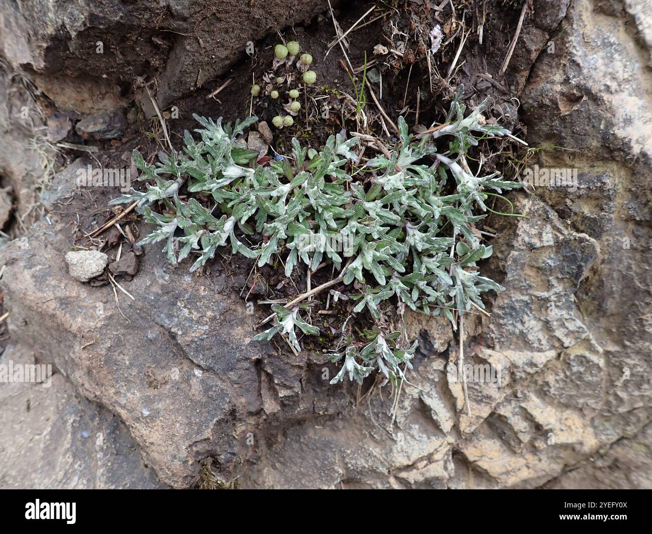 common woolly sunflower (Eriophyllum lanatum Stock Photo - Alamy