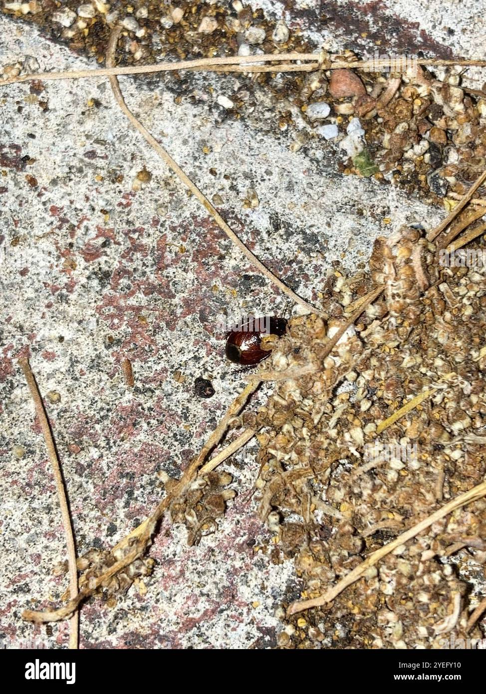 Burrowing bugs hi-res stock photography and images - Alamy