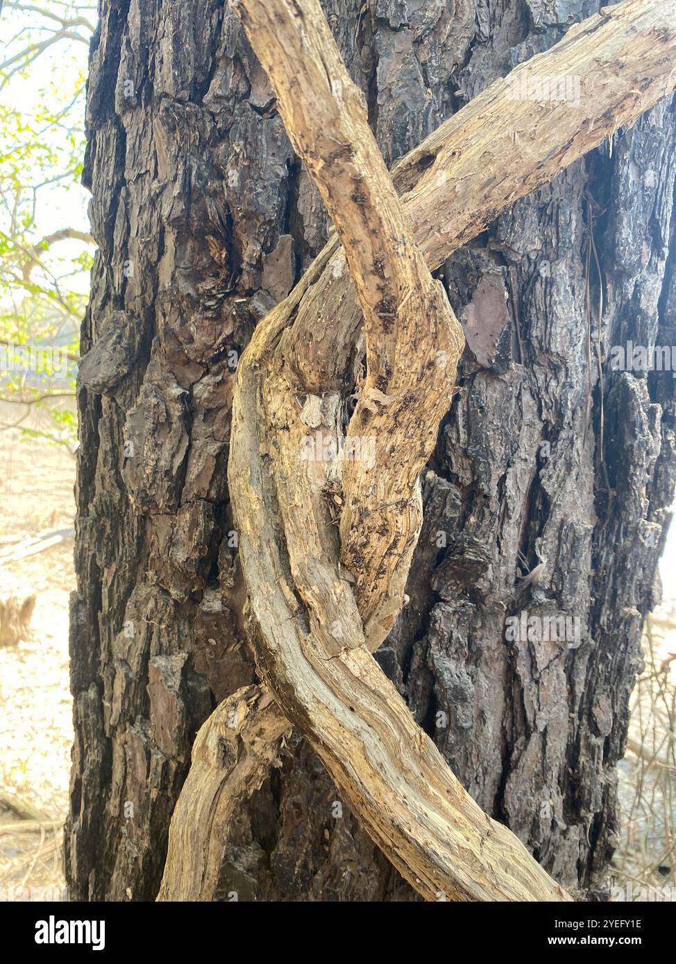roundleaf greenbrier (Smilax rotundifolia Stock Photo - Alamy