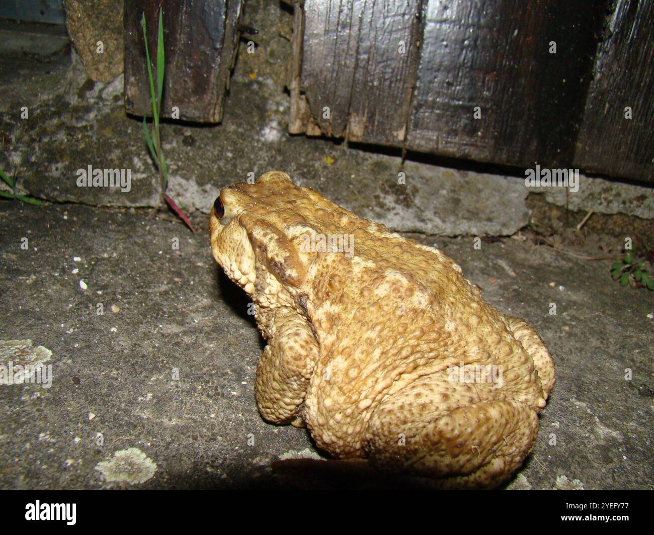 Spiny Toad (Bufo spinosus Stock Photo - Alamy