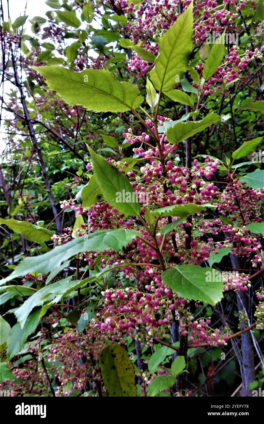 Wineberry (Aristotelia serrata Stock Photo - Alamy