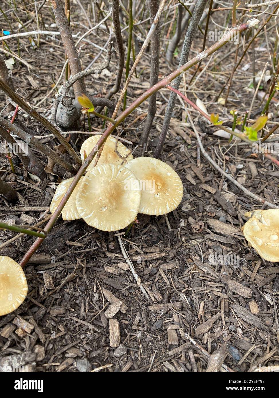 Spring fieldcap agrocybe praecox hi-res stock photography and images ...