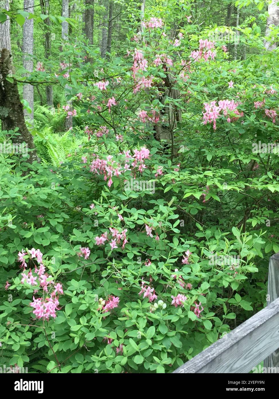 early azalea (Rhododendron prinophyllum Stock Photo - Alamy