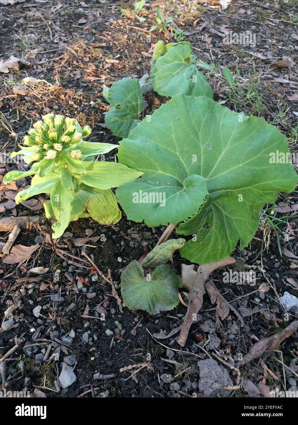 Giant Butterbur (Petasites japonicus Stock Photo - Alamy