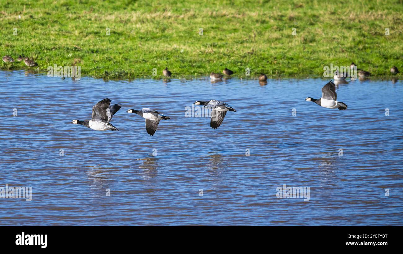 Barnacle Goose, Branta leucopsis, birds in flight over marshes Stock ...