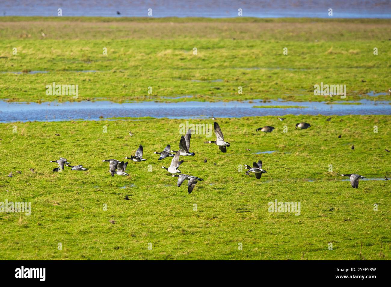 Barnacle Goose, Branta leucopsis, birds in flight over marshes Stock ...
