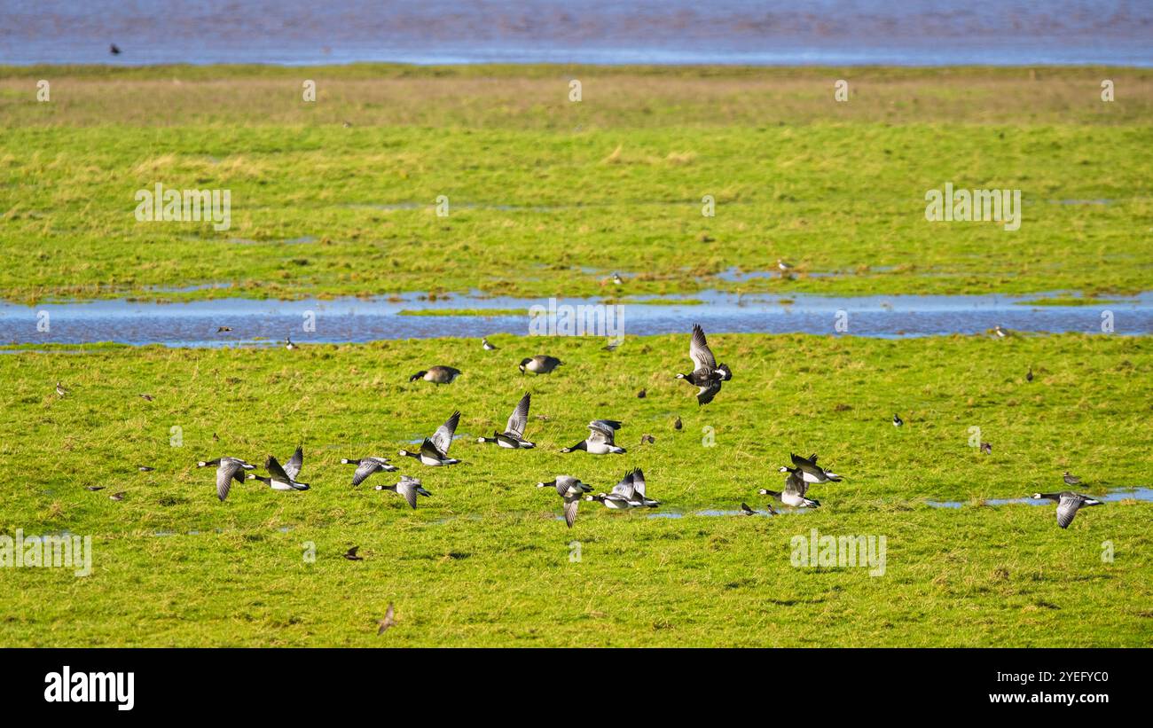Flying natural barnacle goose hi-res stock photography and images - Alamy