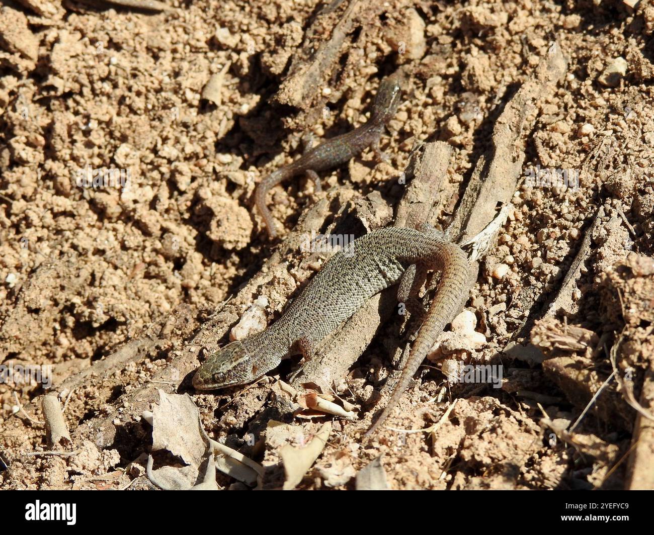 Xantusia vigilis hi-res stock photography and images - Alamy