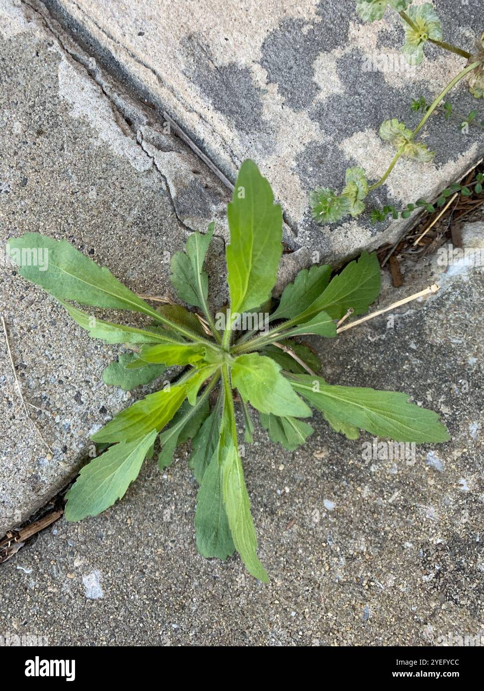 horseweed (Erigeron canadensis Stock Photo - Alamy