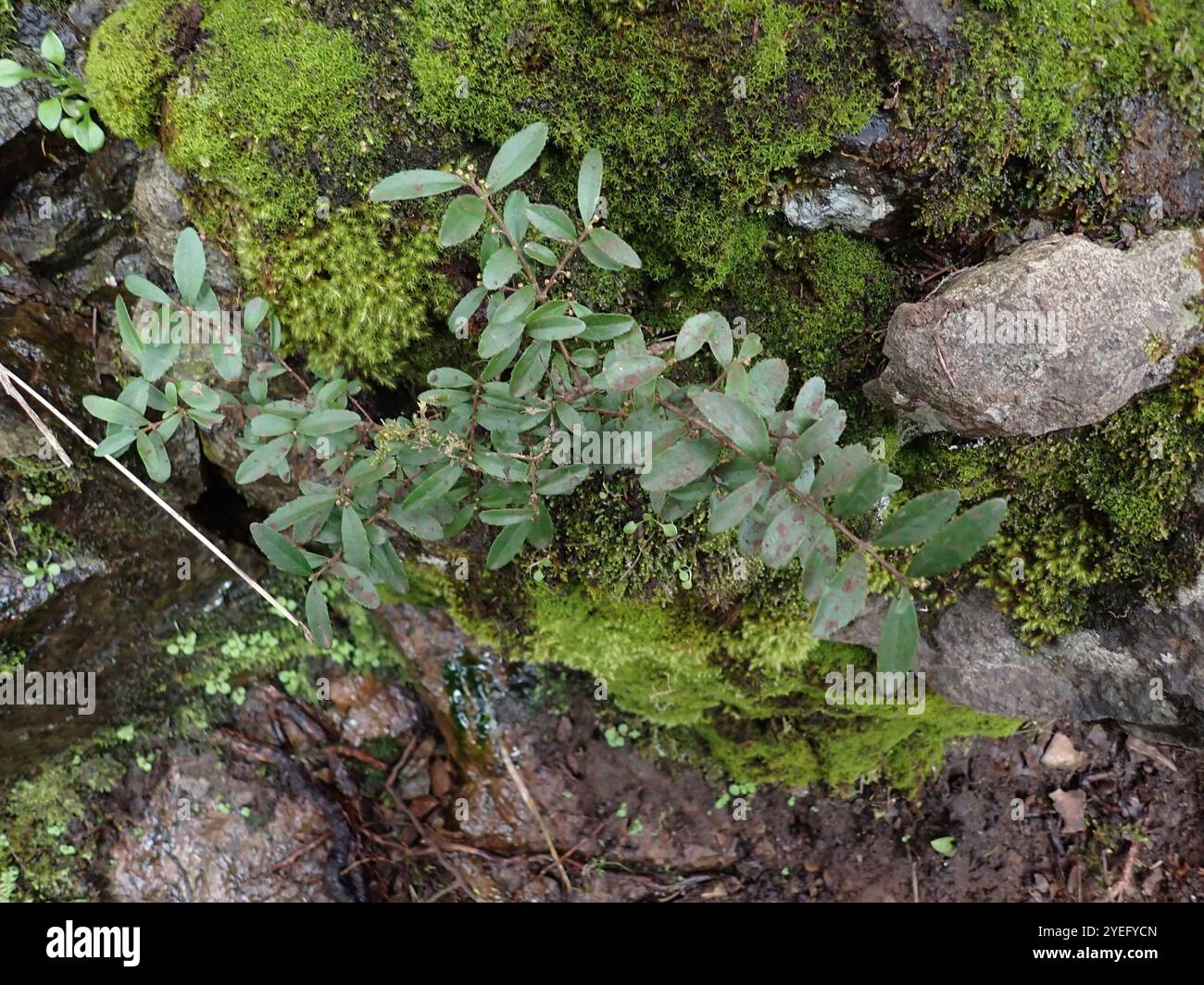 Oregon Boxwood (Paxistima myrsinites Stock Photo - Alamy