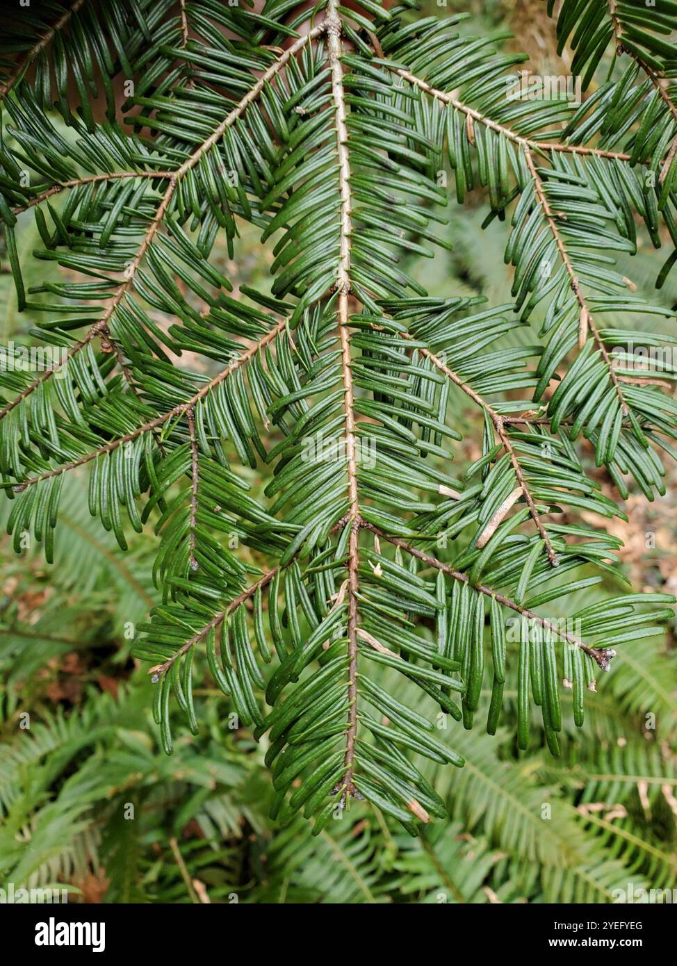 grand fir (Abies grandis Stock Photo - Alamy