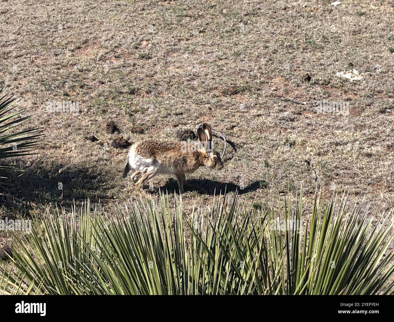 Black-tailed Jackrabbit (Lepus californicus Stock Photo - Alamy