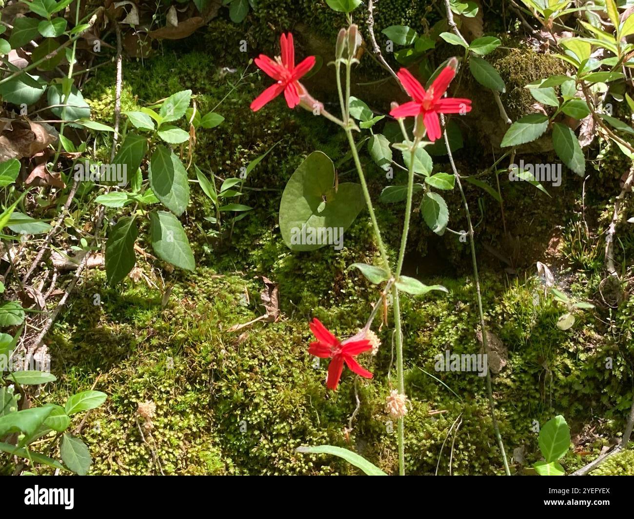 fire pink (Silene virginica Stock Photo - Alamy