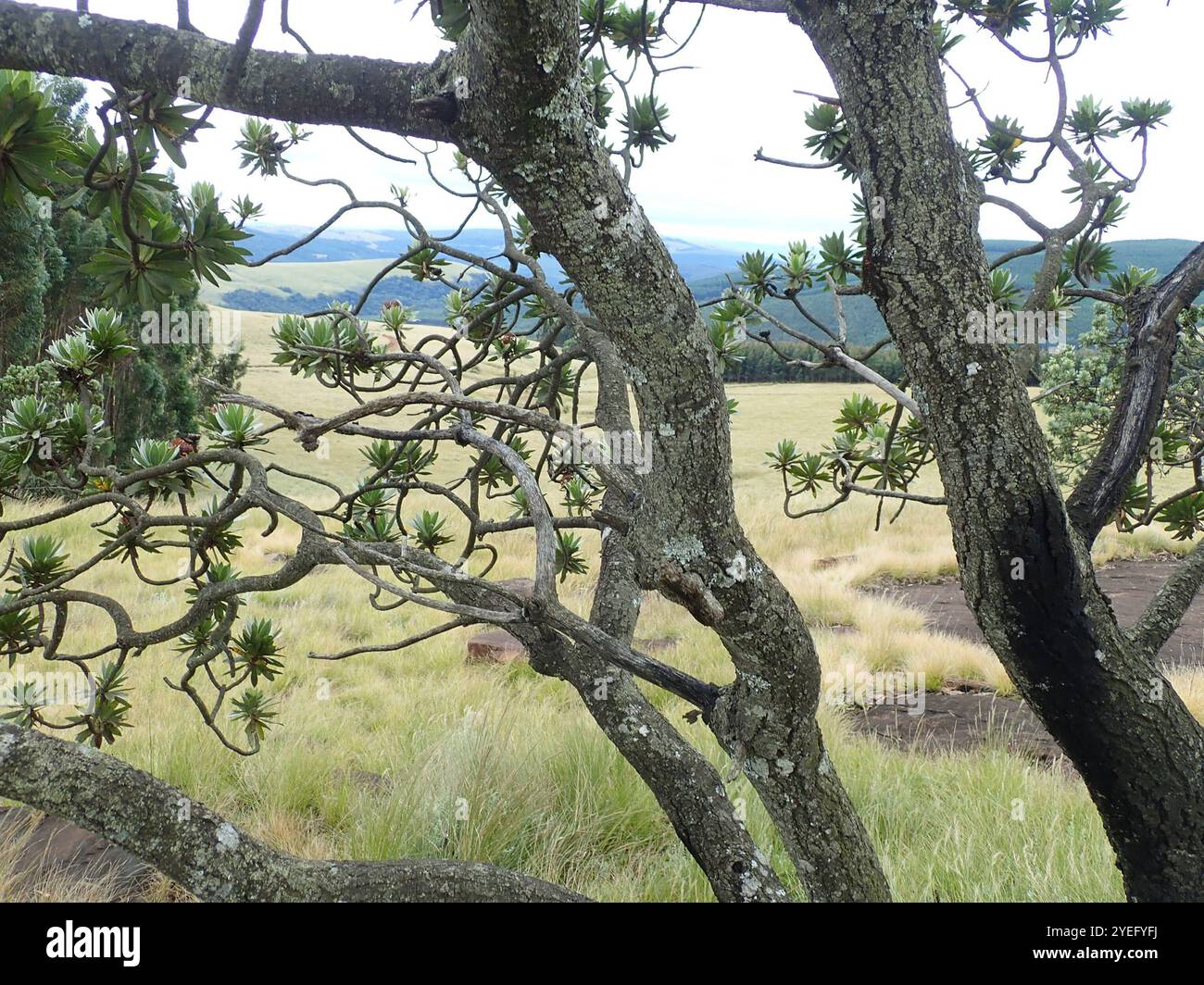 Roupelliae hi-res stock photography and images - Alamy