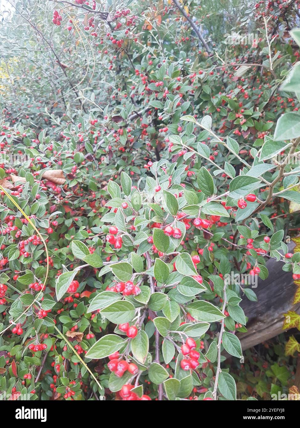 Cotoneaster franchetii hi-res stock photography and images - Alamy