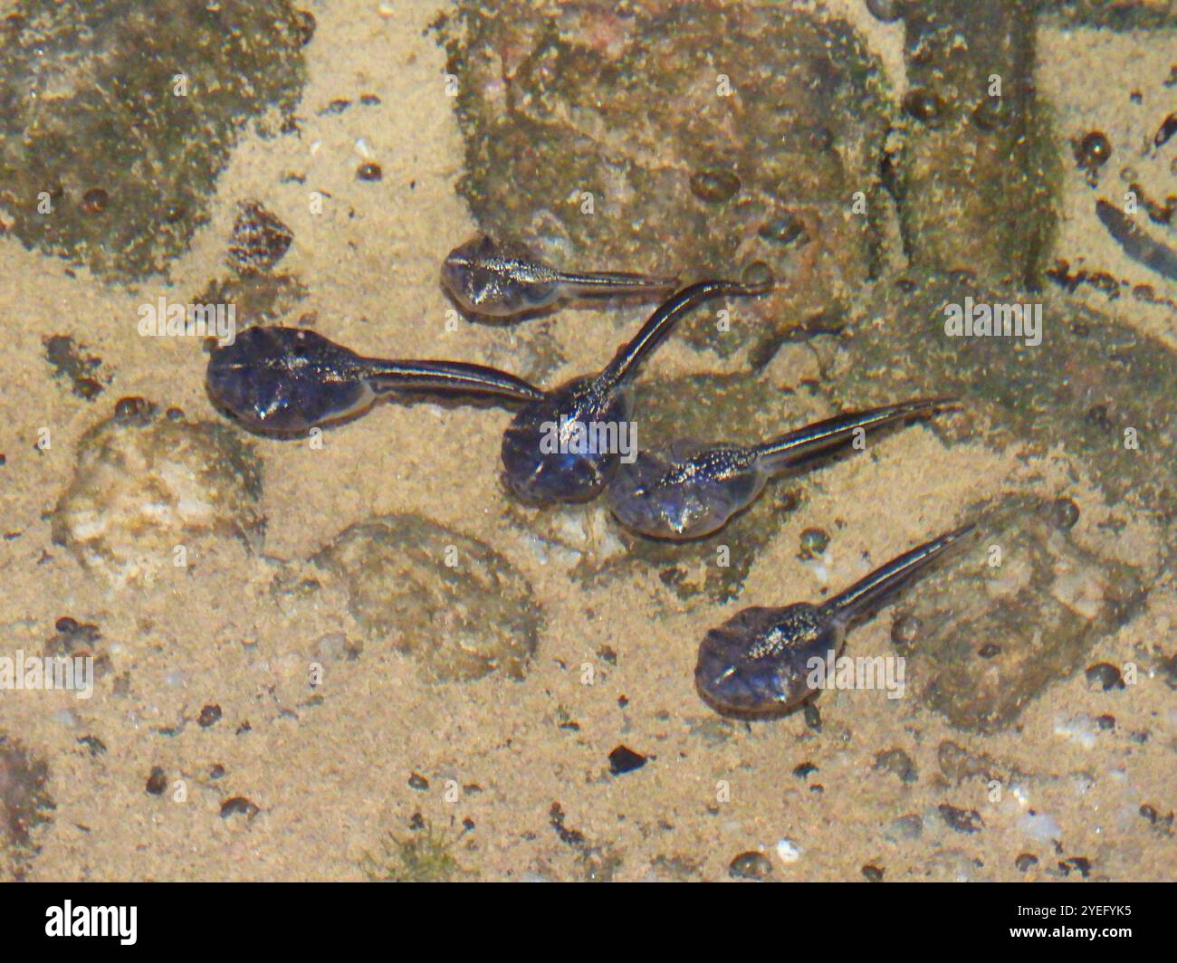 Marbled rubber frog (Phrynomantis annectens Stock Photo - Alamy