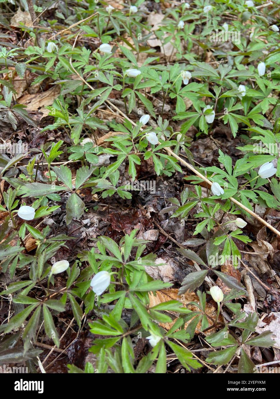 wood anemone (Anemonoides quinquefolia Stock Photo - Alamy