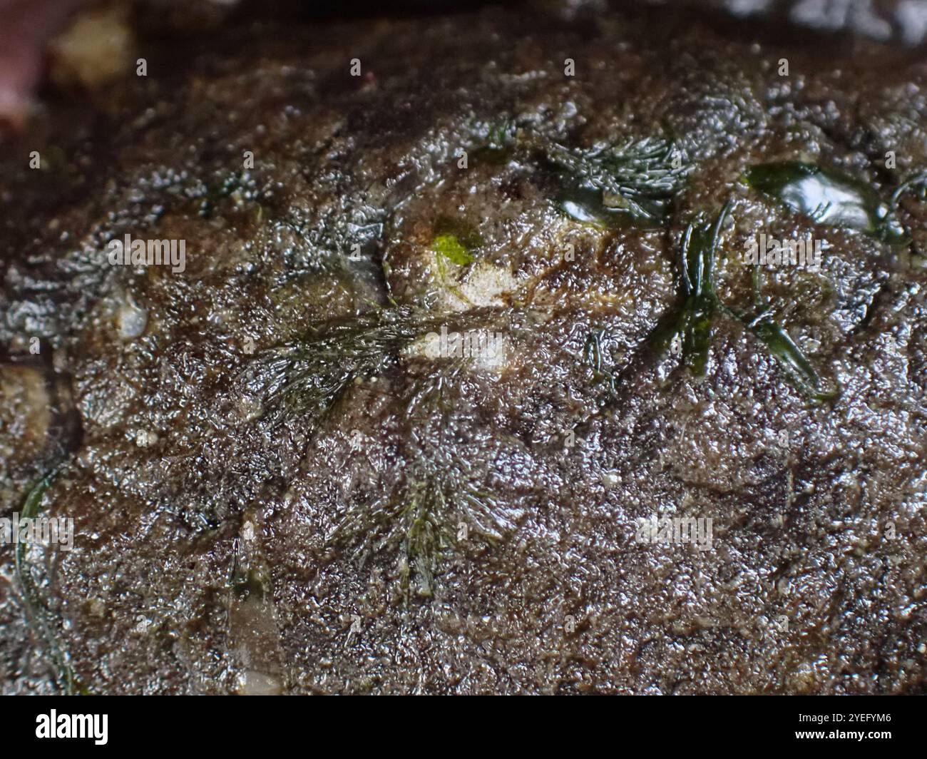 Black leather chiton hi-res stock photography and images - Alamy