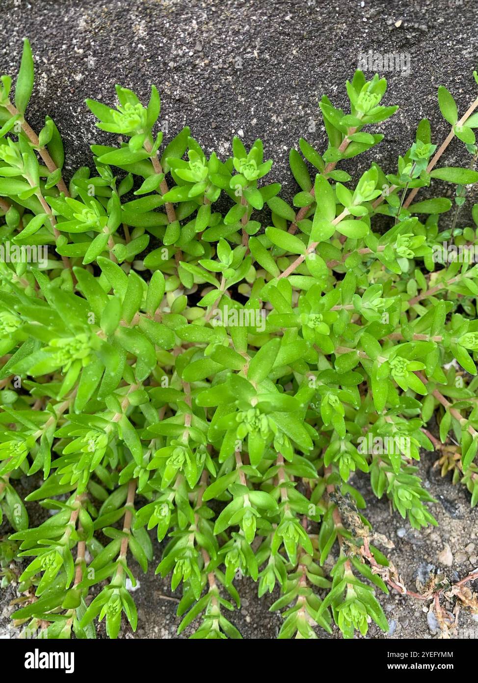 Sedum sarmentosum hi-res stock photography and images - Alamy
