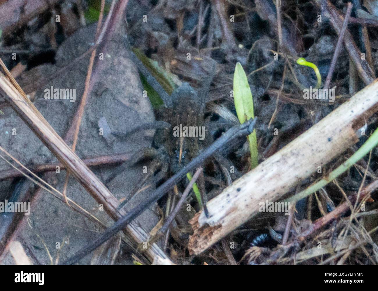 Wetland Giant Wolf Spider (Tigrosa helluo Stock Photo - Alamy
