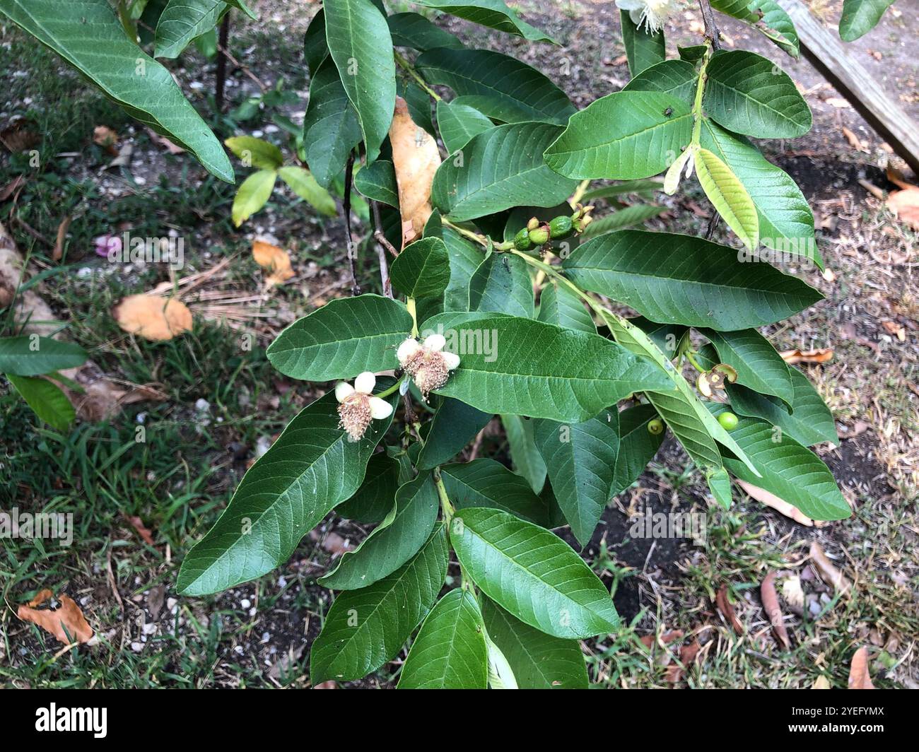 Common guava (Psidium guajava Stock Photo - Alamy