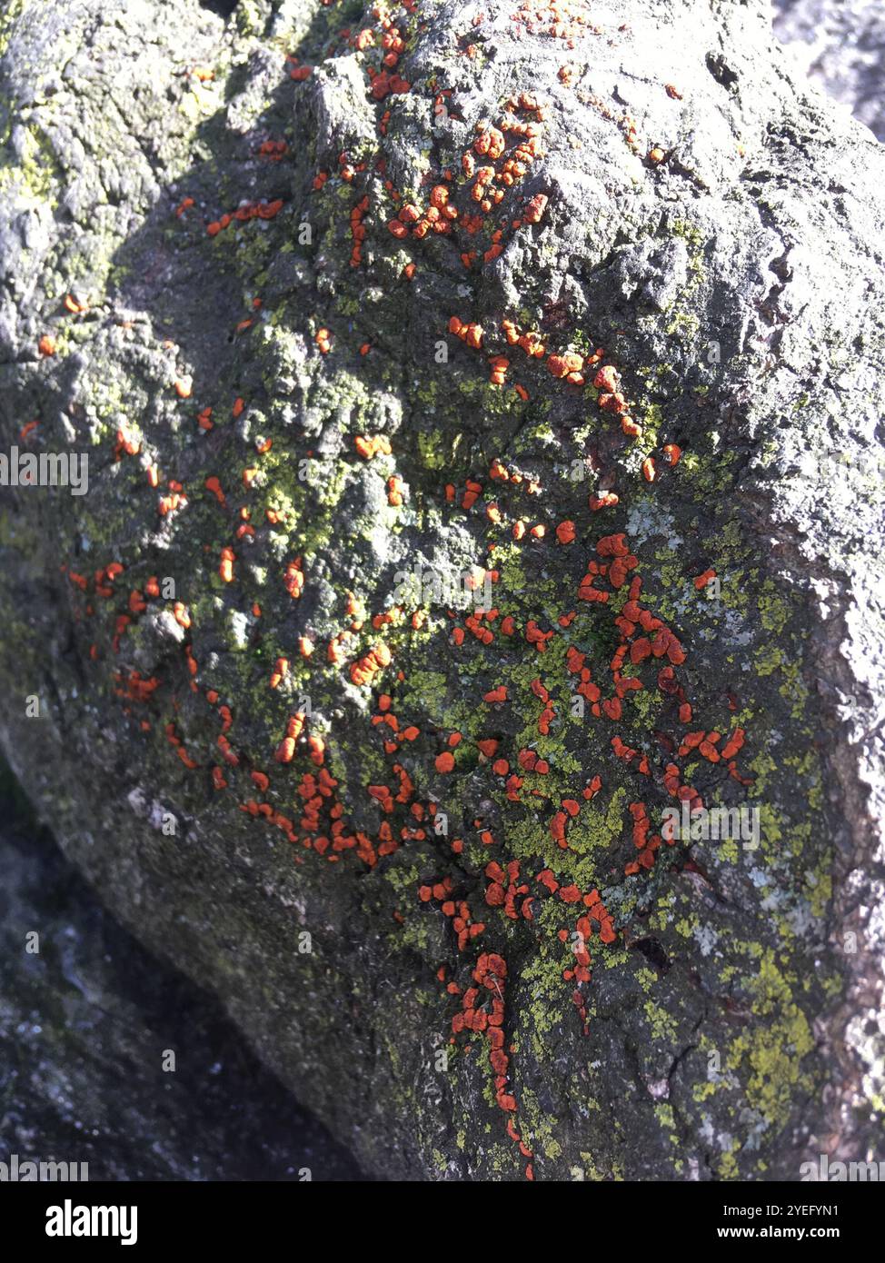 orange hobnail canker (Amphilogia gyrosa Stock Photo - Alamy