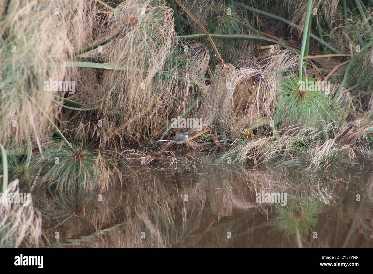 Common Cape Wagtail (Motacilla capensis capensis Stock Photo - Alamy