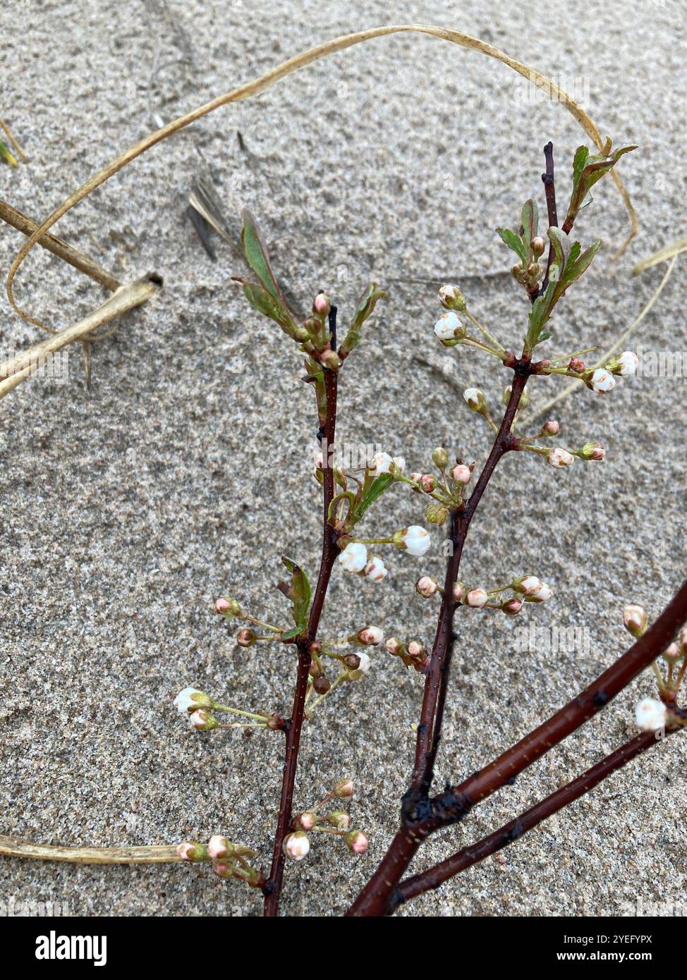 sand cherry (Prunus pumila Stock Photo - Alamy