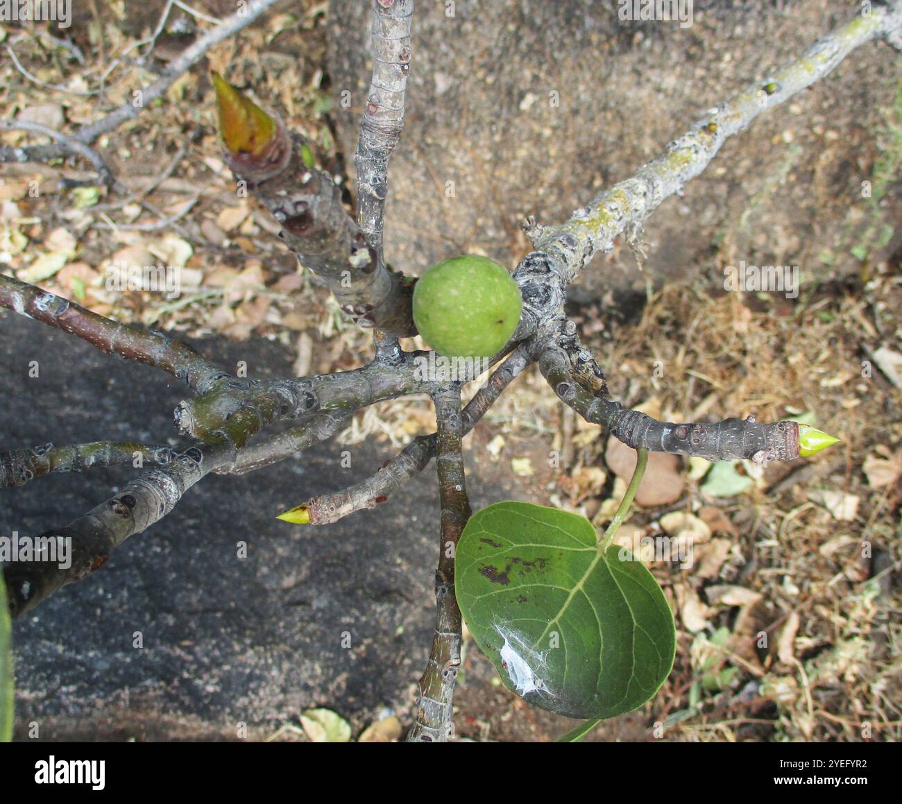 Large-leaved rock fig (Ficus abutilifolia Stock Photo - Alamy