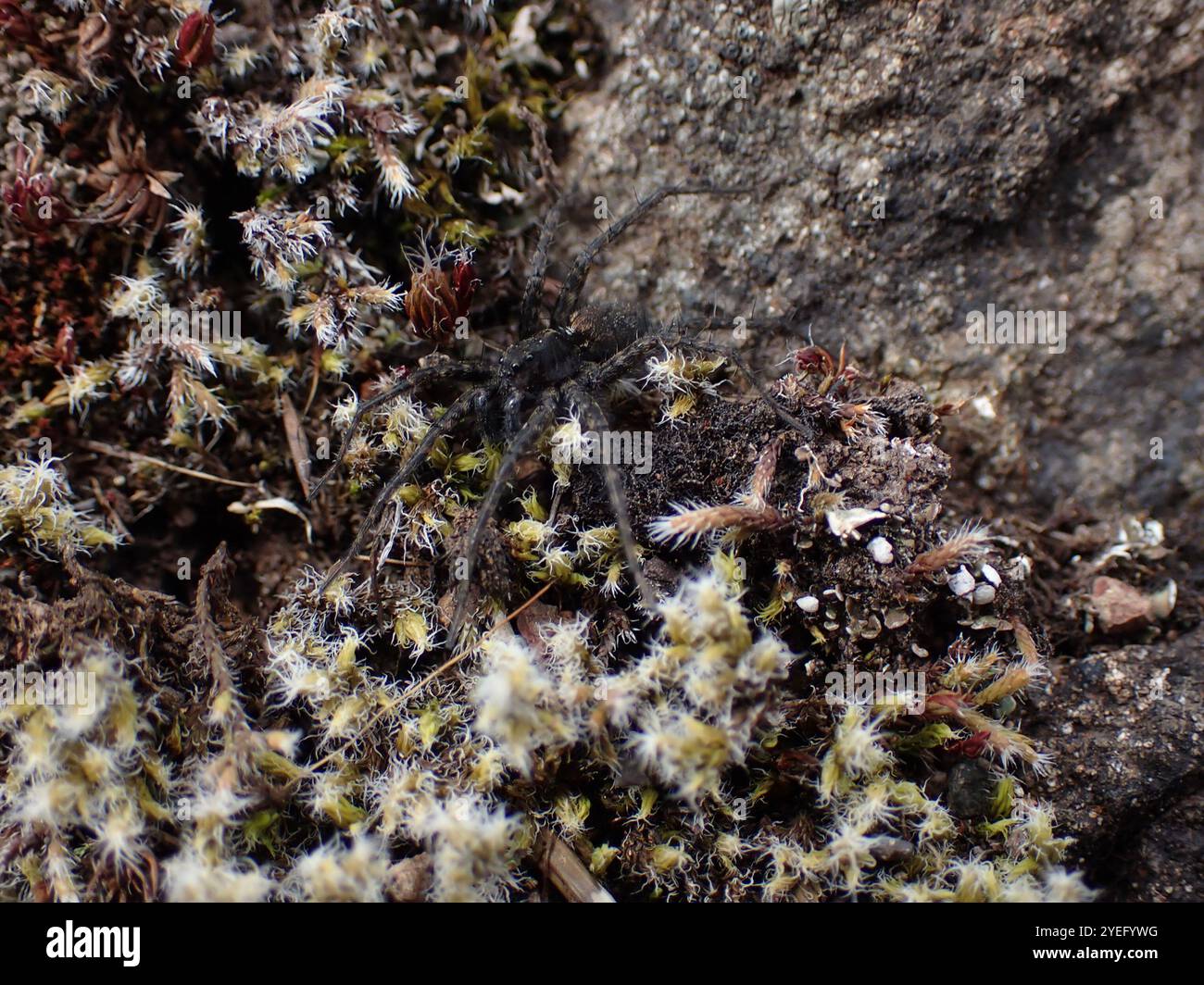 Thin-legged Wolf Spiders (Pardosa Stock Photo - Alamy