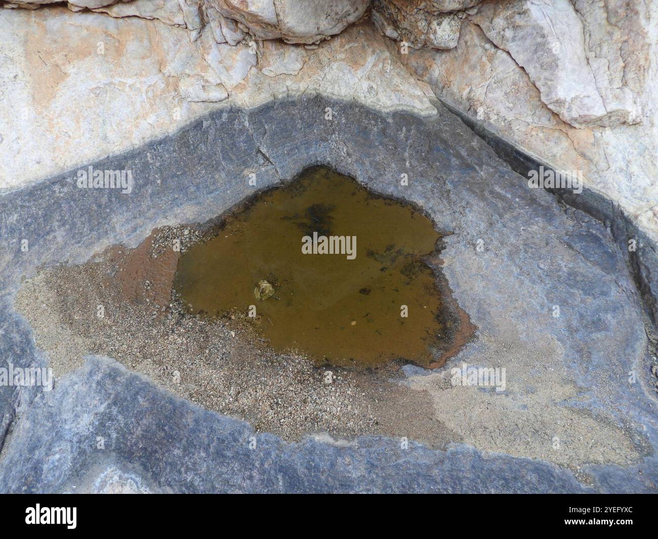 Marbled rubber frog (Phrynomantis annectens Stock Photo - Alamy