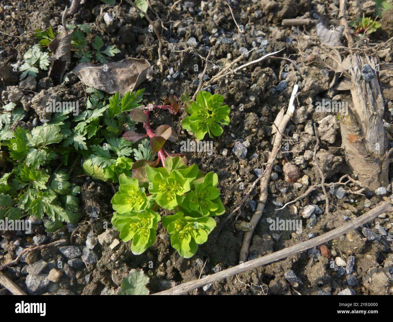 Sun spurge (Euphorbia helioscopia Stock Photo - Alamy