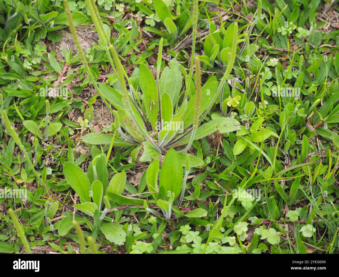 dwarf plantain (Plantago virginica Stock Photo - Alamy