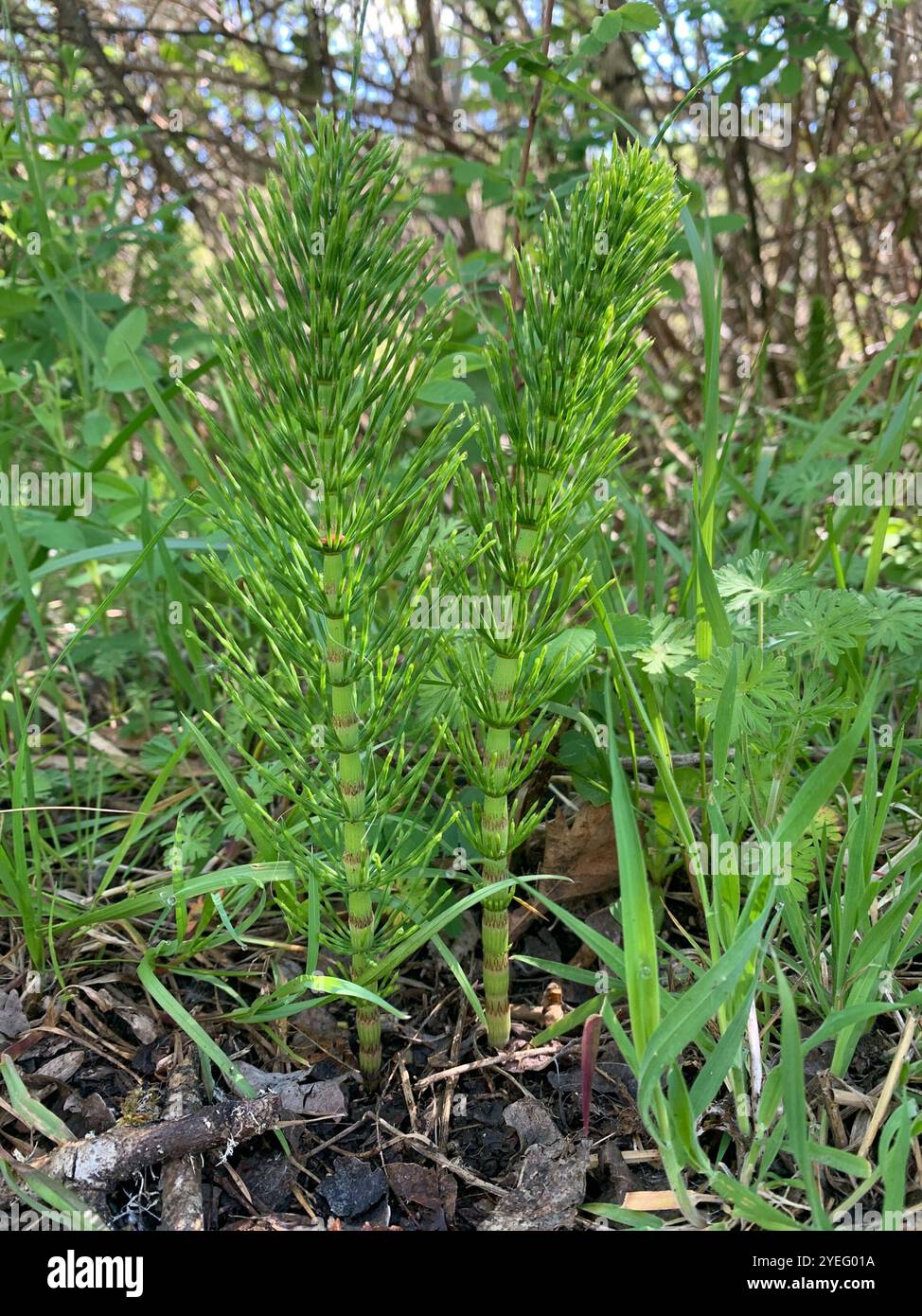 great horsetail (Equisetum telmateia Stock Photo - Alamy