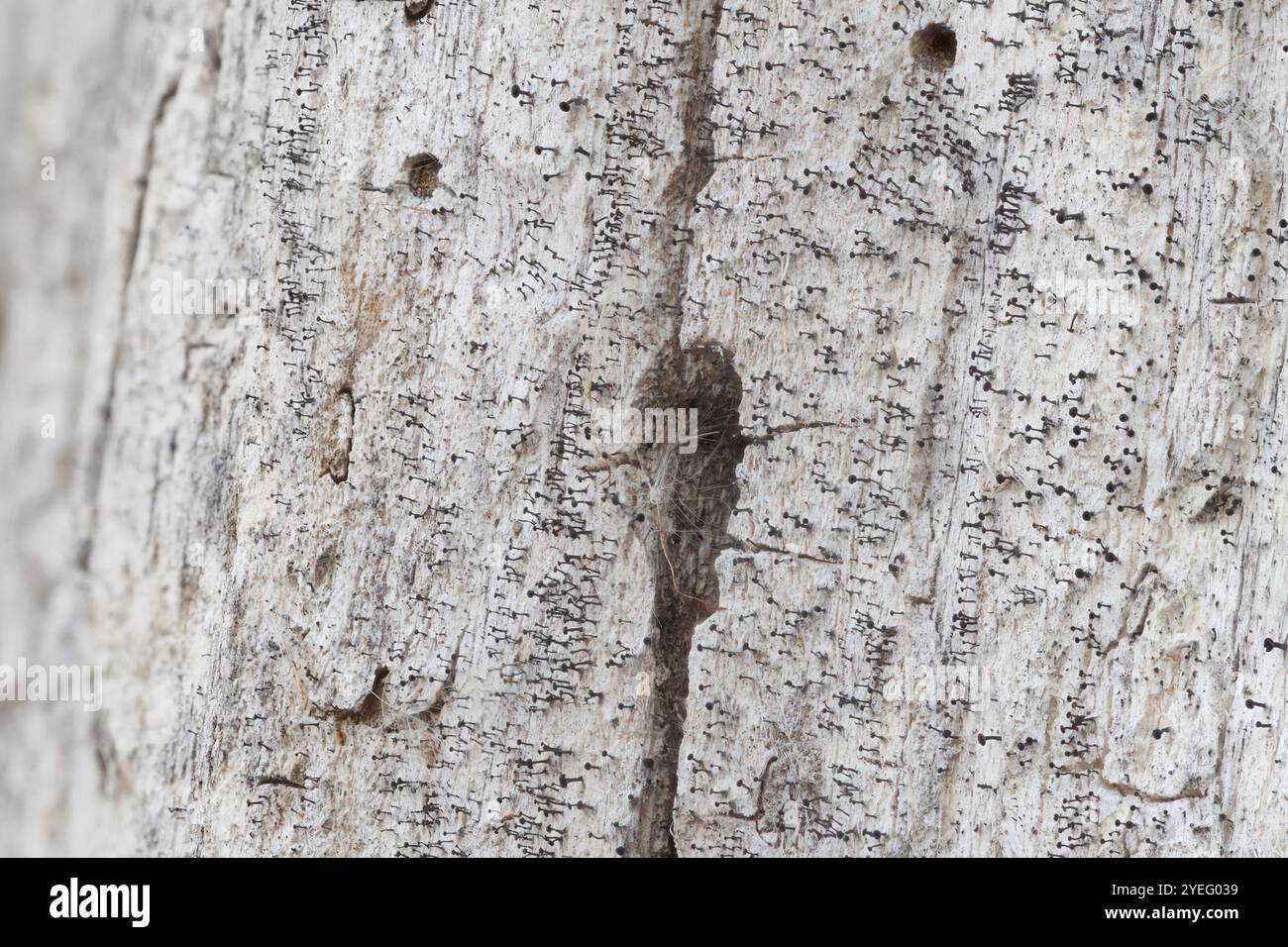 Mycocalicium hi-res stock photography and images - Alamy