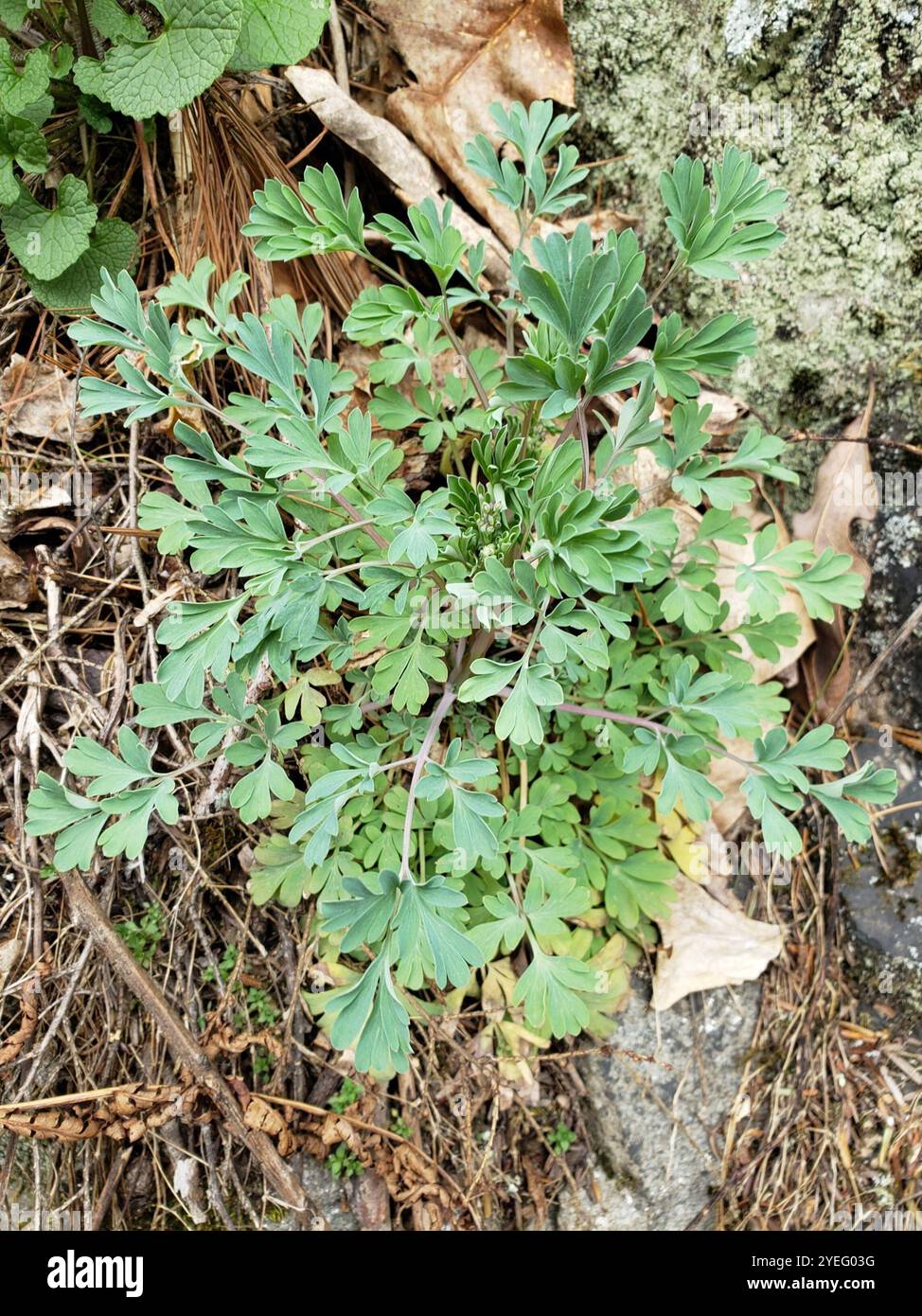 Capnoides sempervirens hi-res stock photography and images - Alamy