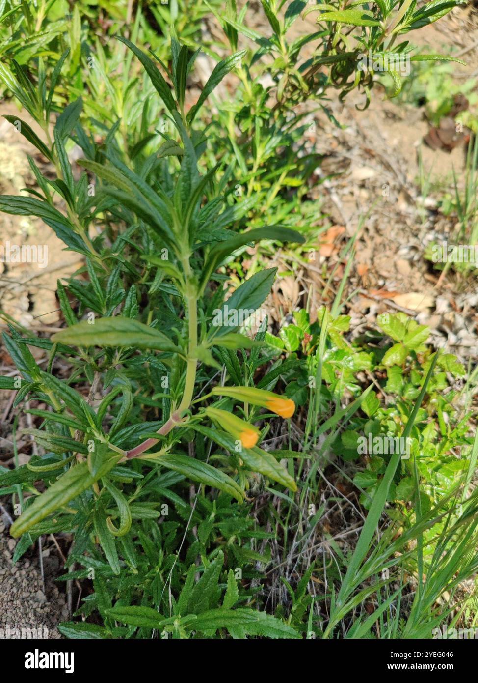 orange bush monkeyflower (Diplacus aurantiacus Stock Photo - Alamy