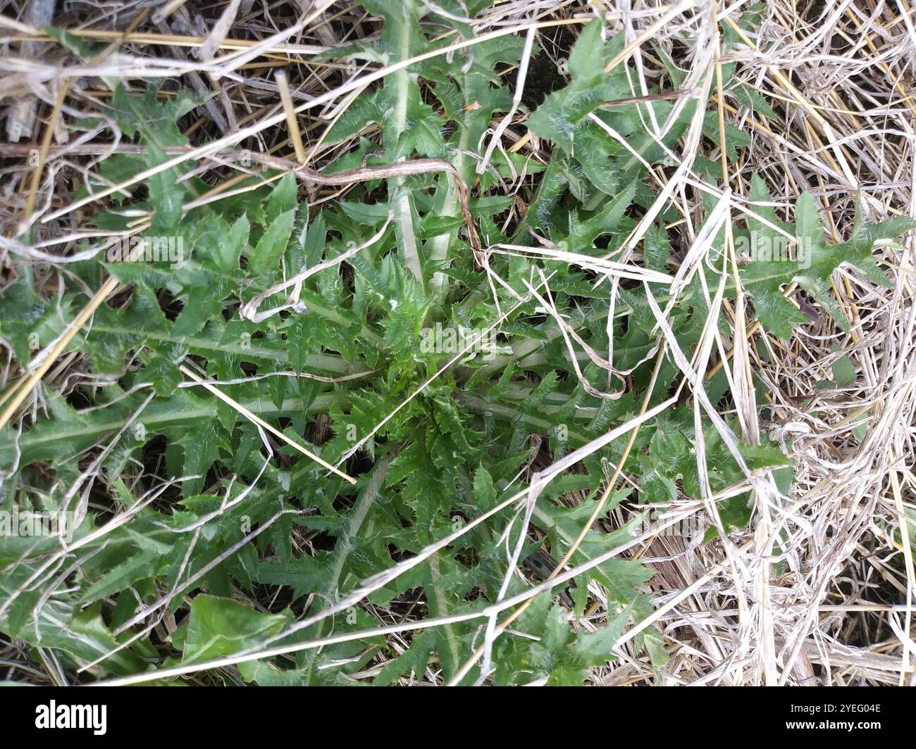 field thistle (Cirsium discolor Stock Photo - Alamy
