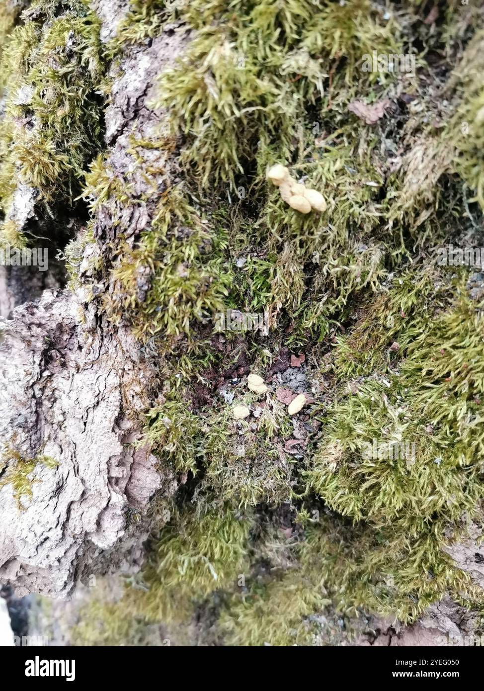Siberian Flying Squirrel (Pteromys volans Stock Photo - Alamy