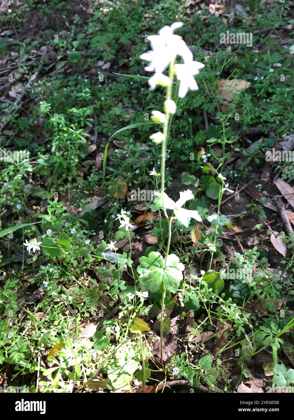 Lithophragma hi-res stock photography and images - Alamy