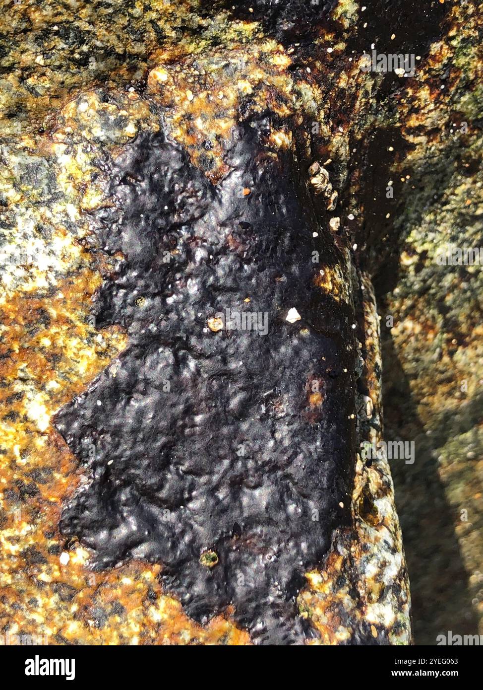 encrusting red algae (Mastocarpus Stock Photo - Alamy