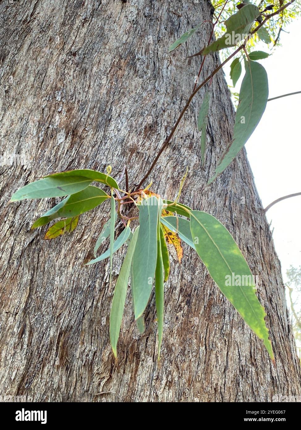 Needlebark Stringybark (Eucalyptus planchoniana Stock Photo - Alamy