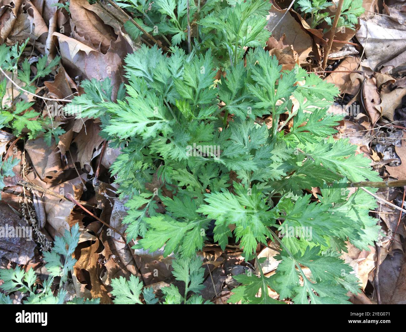 common mugwort (Artemisia vulgaris Stock Photo - Alamy